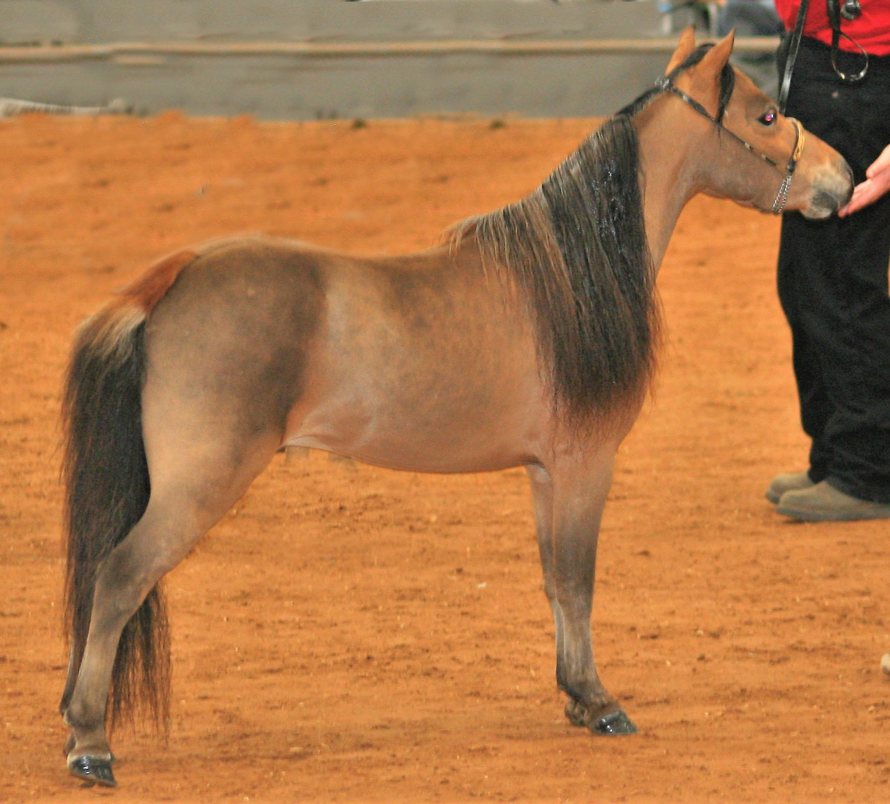Solids ⋆ Little America Miniature Horses