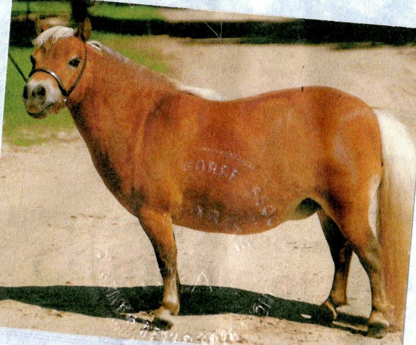 Mares ⋆ Little America Miniature Horses