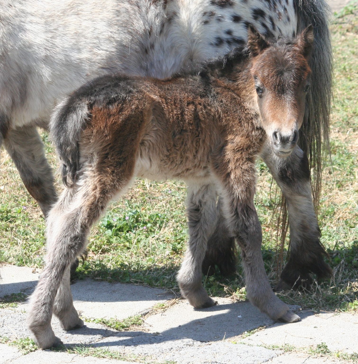 Foals ⋆ Little America Miniature Horses