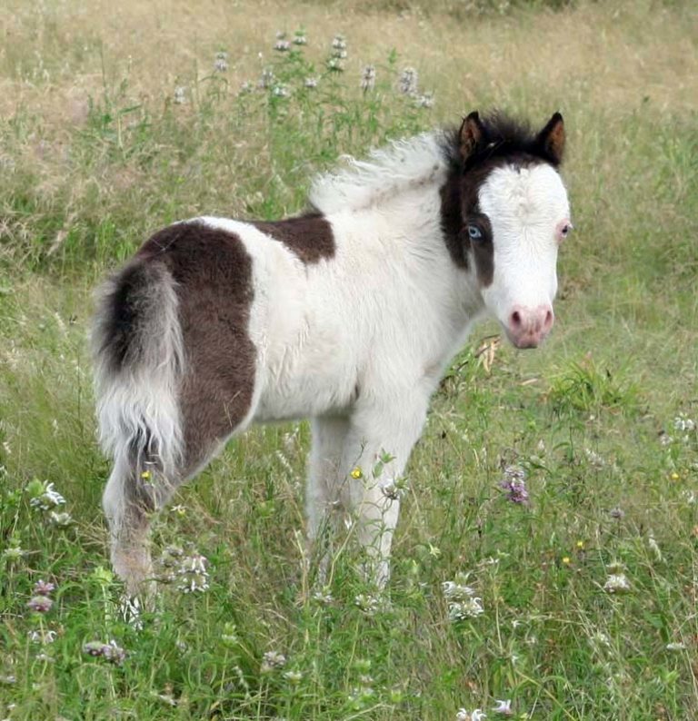 Foals ⋆ Little America Miniature Horses