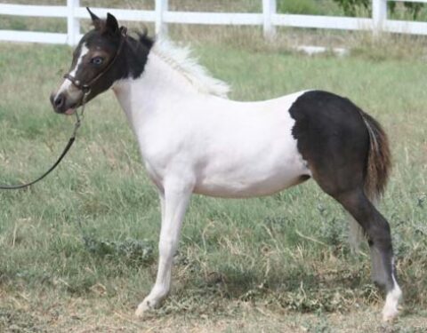 Horses ⋆ Little America Miniature Horses