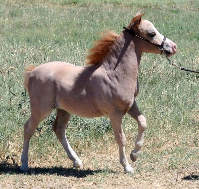 Horses ⋆ Little America Miniature Horses