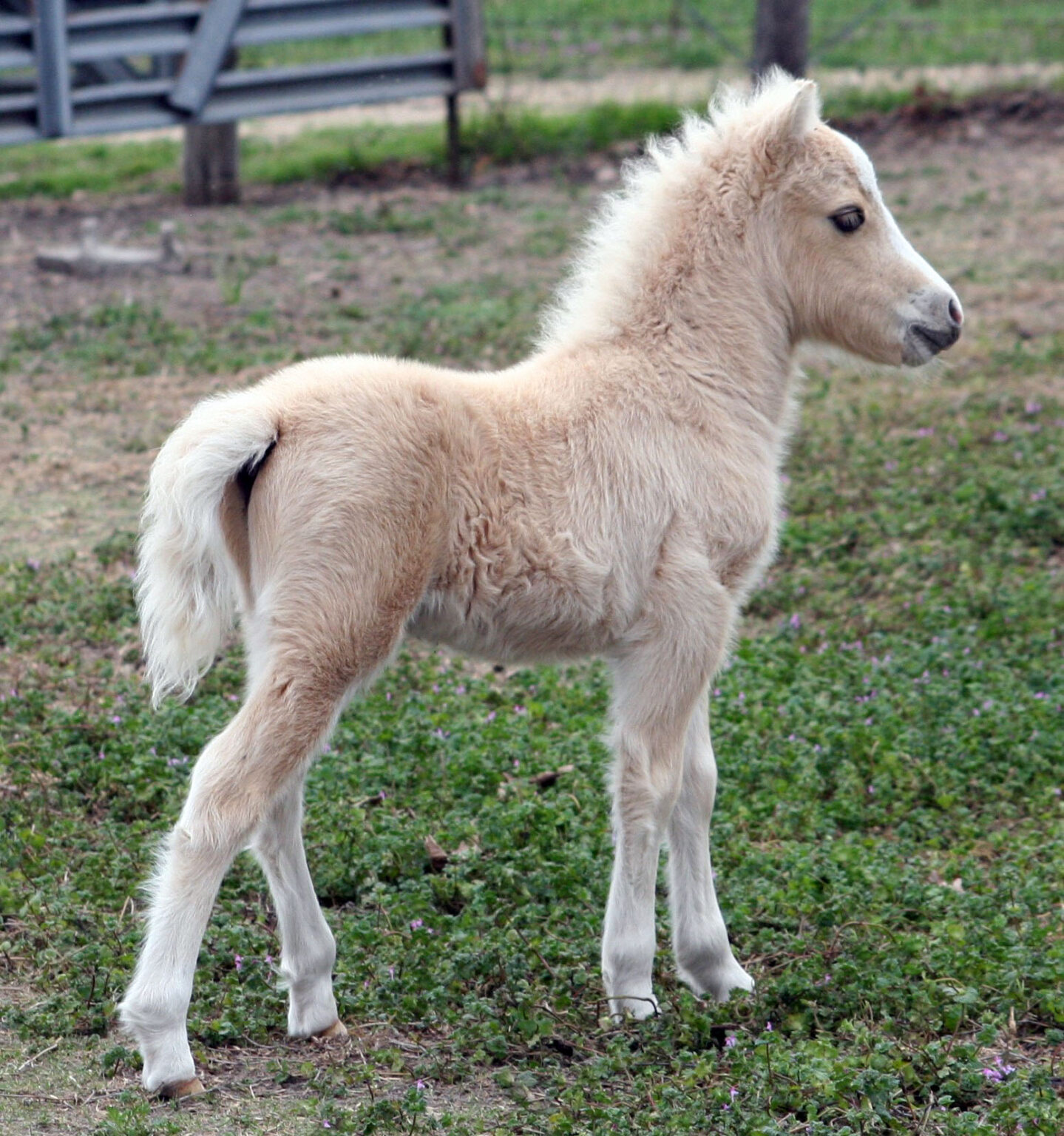 Little America’s Guinness Medallion ⋆ Little America Miniature Horses