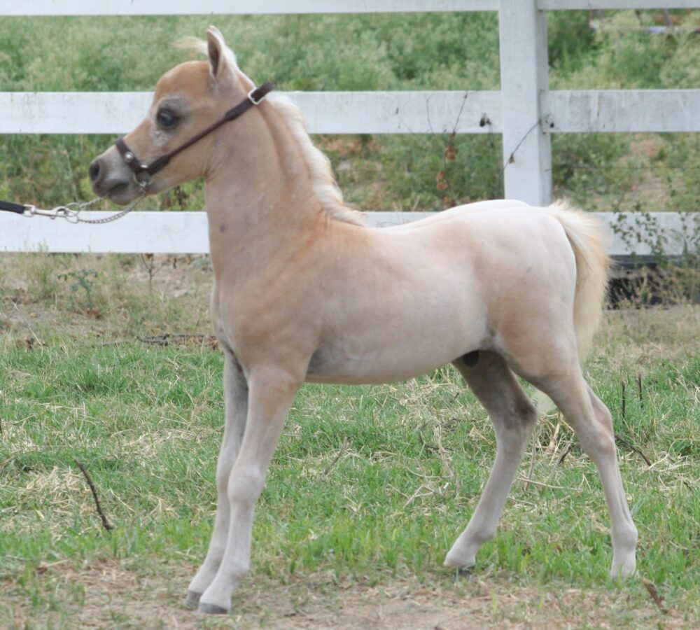 Foals ⋆ Little America Miniature Horses