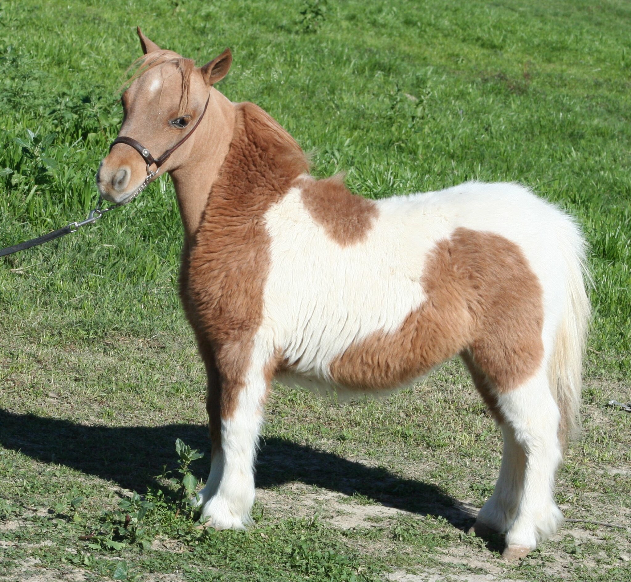 Foals – Little America Miniature Horses