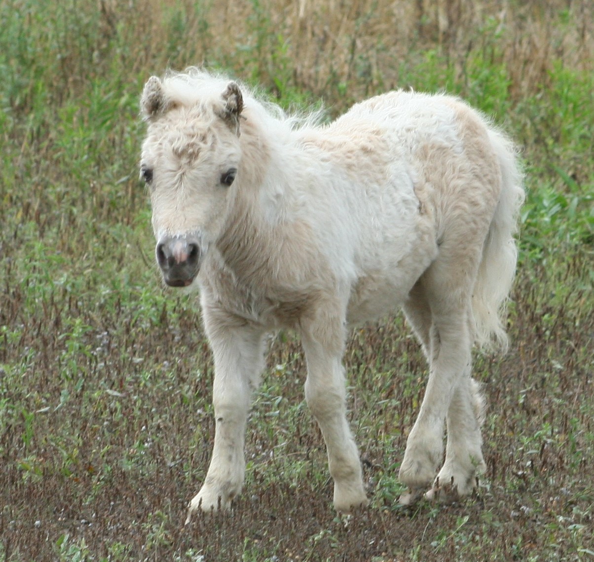 Foals ⋆ Little America Miniature Horses