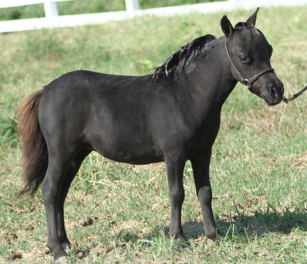 Foals ⋆ Little America Miniature Horses