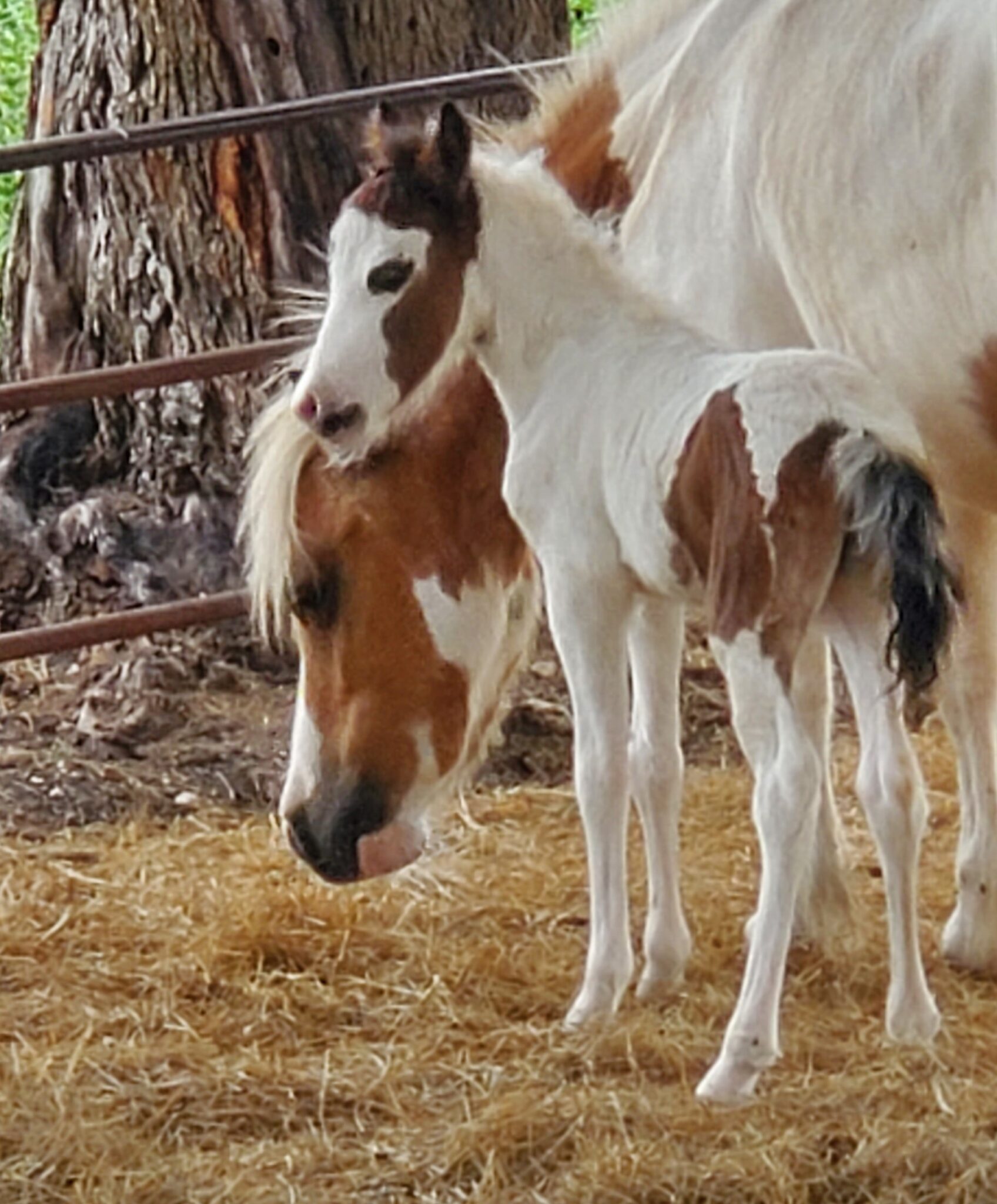 Foals ⋆ Little America Miniature Horses