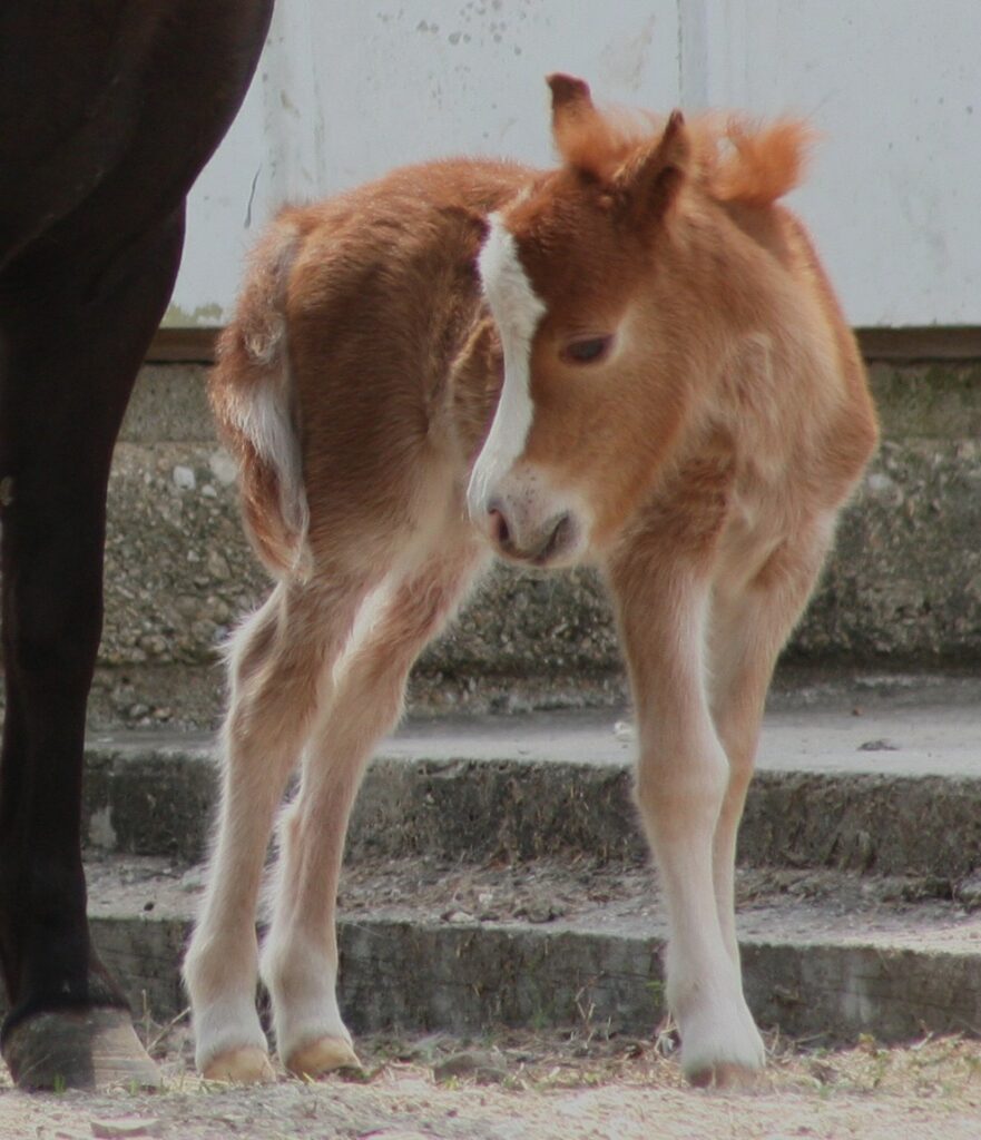 Little America’s Guinness GoodFriday ⋆ Little America Miniature Horses