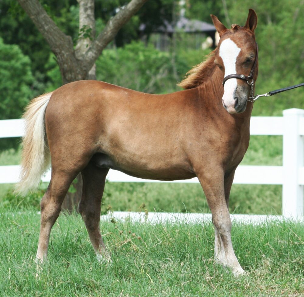 Little America’s Guinness GoodFriday ⋆ Little America Miniature Horses