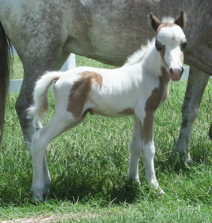 Foals ⋆ Little America Miniature Horses